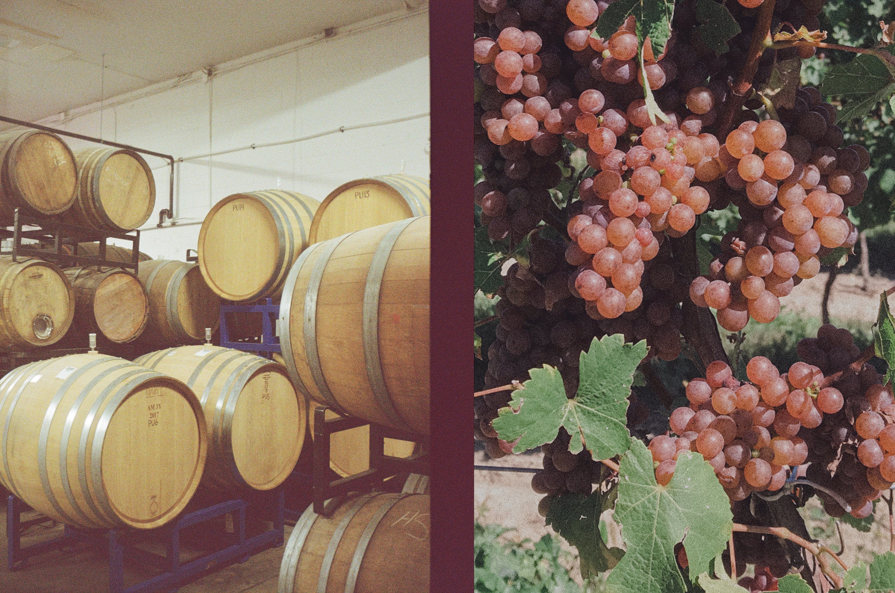 What are Grape Ales? – Burdock Brewery